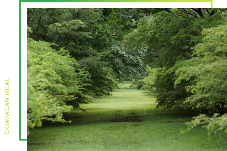 Guayacan Real – Proyecto San Lorenzo – El guayacán real, cuyo nombre ...