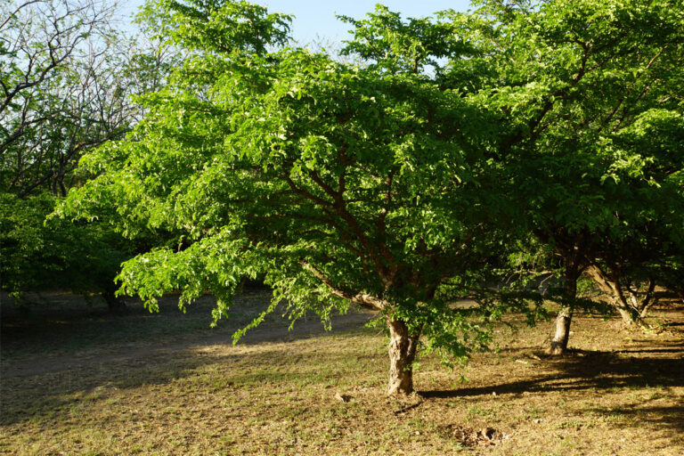 Guayacan Real – Proyecto San Lorenzo – El guayacán real, cuyo nombre ...