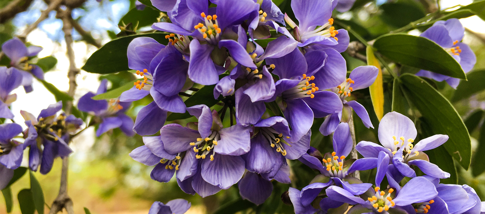 Guayacan Real – Proyecto San Lorenzo – El guayacán real, cuyo nombre ...